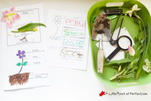 20 Amazing Life Science Activities for Preschoolers | KiDorzo