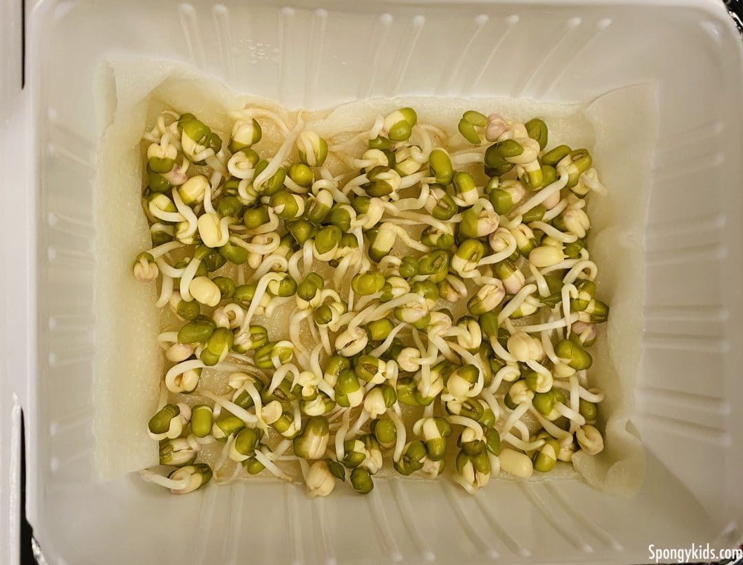 20 Amazing Life Science Activities for Preschoolers | KiDorzo